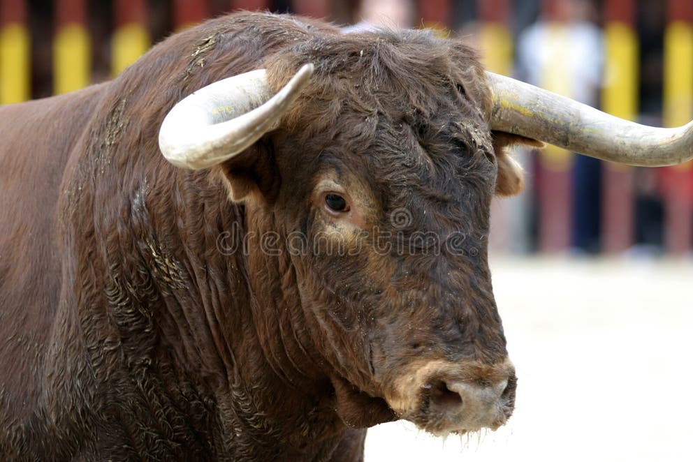 Bull stock photo. Image of hair, wrinkles, toro, hocic - 765578