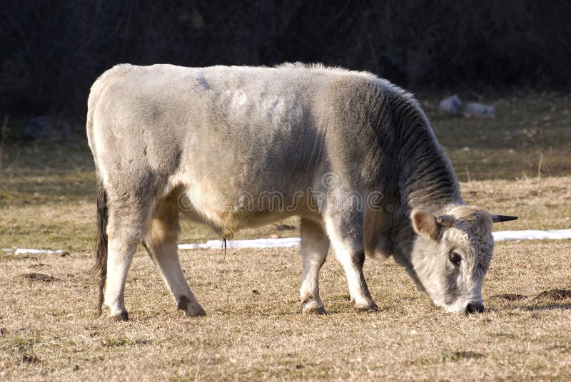 Bull Picture. Image: 8927017