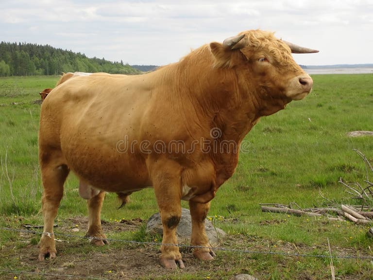 Bull. stock photo. Image of dairy, herd, field, animal - 900114