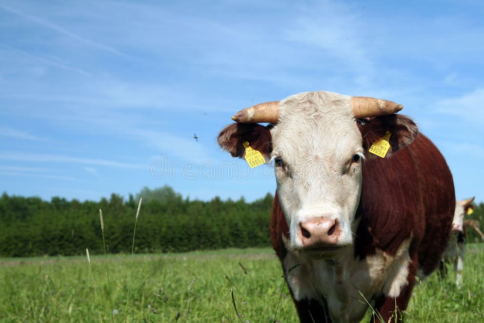 Bull stock image. Image of steak, beef, large, stud, brown - 937165