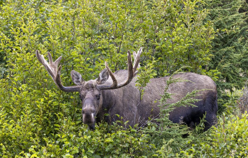 Bull Alaska Yukon Moose in Autumn in Alaska Stock Image - Image of ...