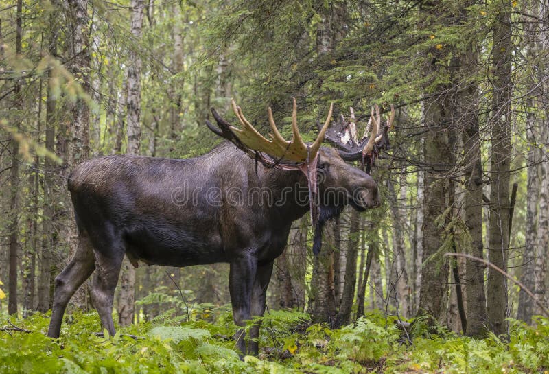 Bull Alaska Yukon Moose in Alaska in Autumn Stock Image - Image of ...