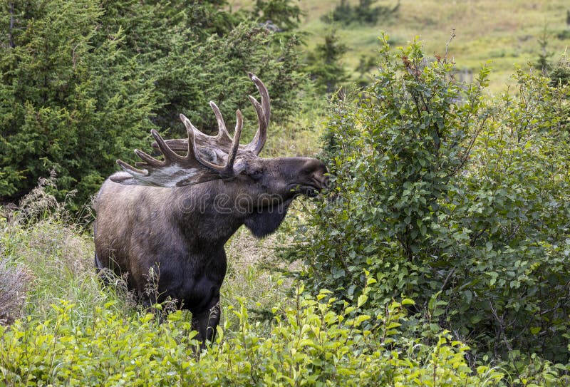 Bull Alaska Yukon Moose in Alaska in Fall Stock Image - Image of ...