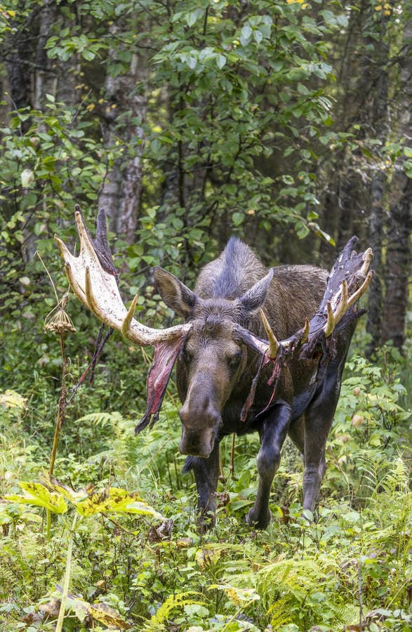 Bull Alaska Yukon Moose in Fall in Alaska Stock Image - Image of autumn ...