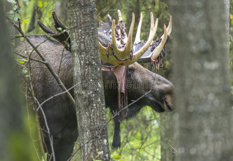 Bull Alaska Yukon Moose in Fall in Alaska Stock Image - Image of nature ...