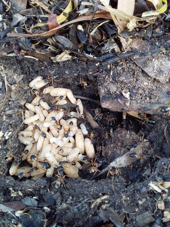 Bull Ant eggs stock photo. Image of open, break, predators - 203418896