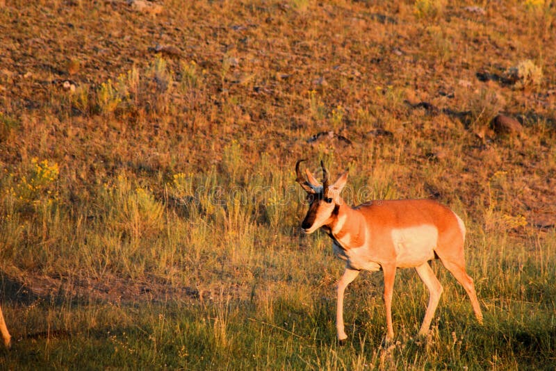 Bull Antelope Walking through the Grasslands Stock Photo - Image of ...