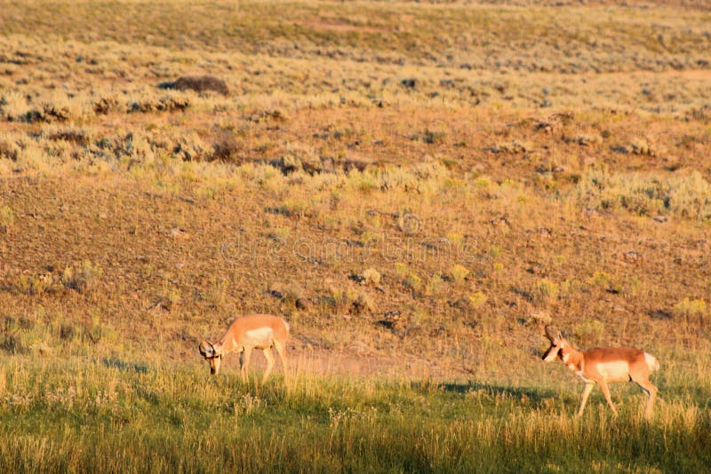 Bull Antelope Walking through the Grasslands Stock Image - Image of ...