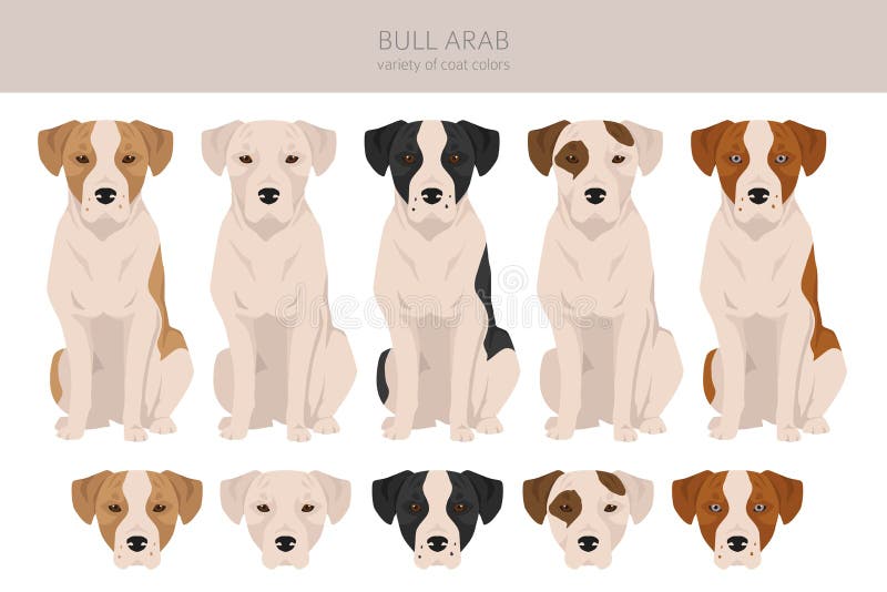 Bull Arab Clipart. Different Coat Colors and Poses Set Stock Vector ...