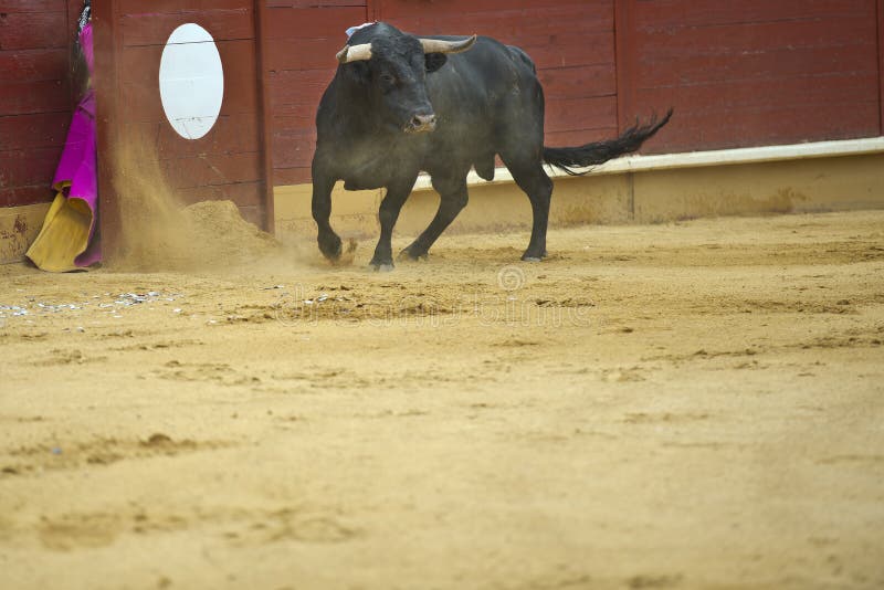 Bull in the arena. stock image. Image of taurine, hazardous - 25183455