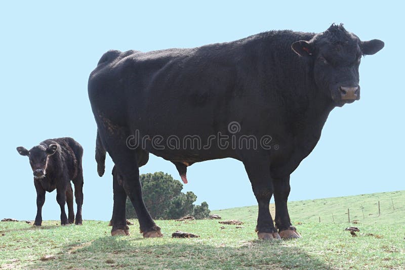 Bull and Baby stock photo. Image of cows, white, hair - 2025418