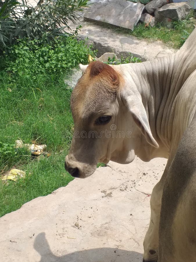 Bull stock photo. Image of badada, bull, khut, babybull - 154417952