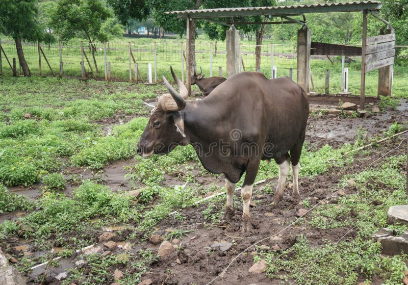Bull in Baluran stock image. Image of baluran, bama - 109300729