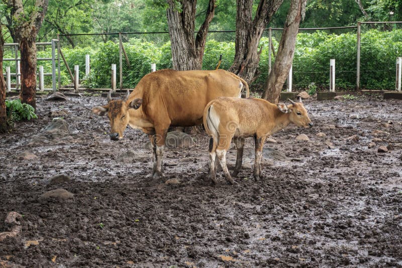 Bull in Baluran stock image. Image of tree, asean, beach - 109300809