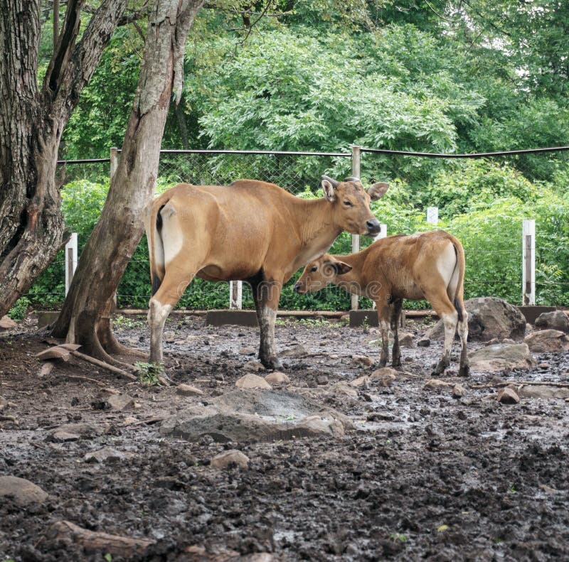 Bull in Baluran stock photo. Image of situbondo, national - 109300864