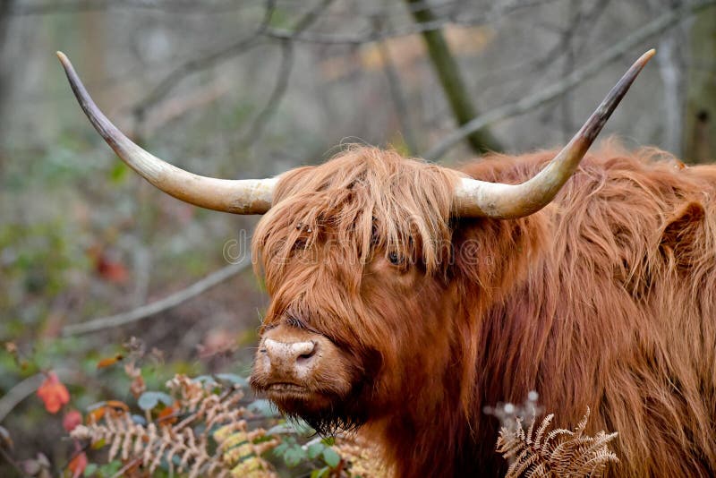103 Bangs Cattle Stock Photos - Free & Royalty-Free Stock Photos from ...