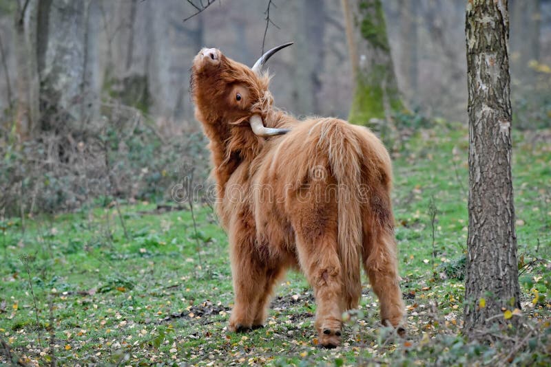 Bull with Bangs in the Forest during the Daytime Stock Image - Image of ...