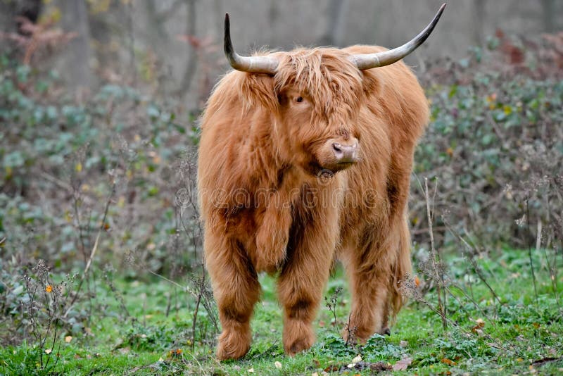 103 Bangs Cattle Stock Photos - Free & Royalty-Free Stock Photos from ...