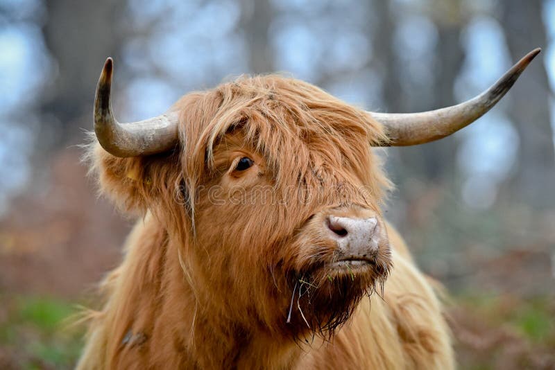 103 Bangs Cattle Stock Photos - Free & Royalty-Free Stock Photos from ...