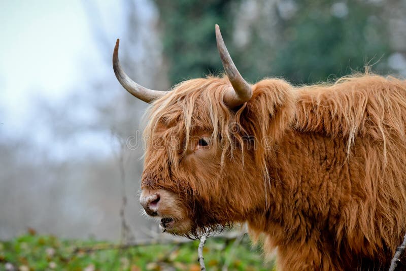 Bull with Bangs in the Forest during the Daytime Stock Image - Image of ...