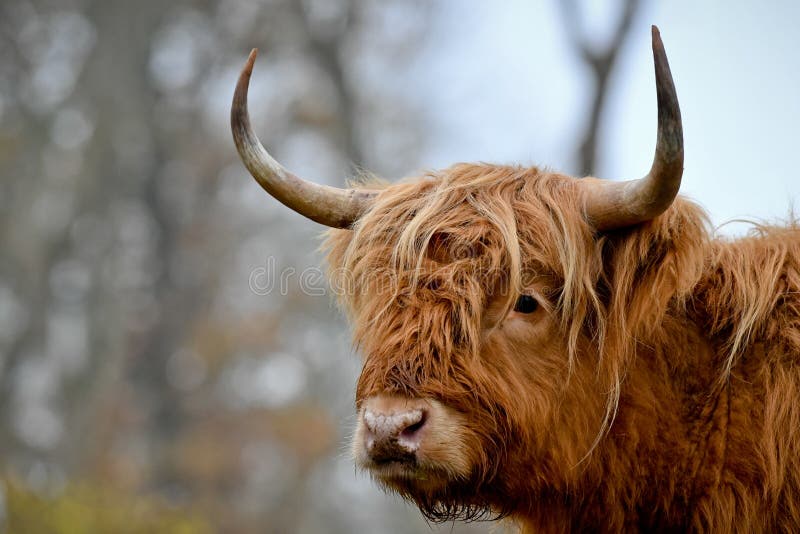 103 Bangs Cattle Stock Photos - Free & Royalty-Free Stock Photos from ...