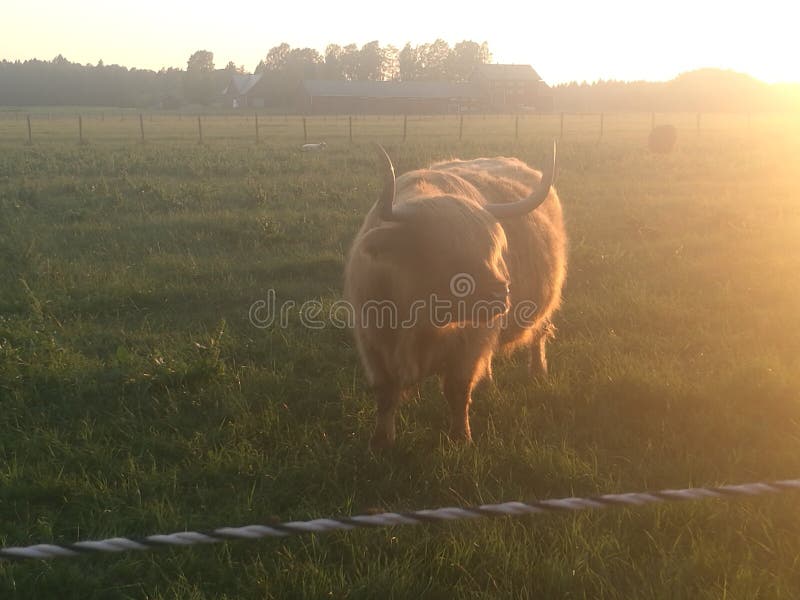 Bull stock photo. Image of bull, beautiful, grass, redbull - 121500354