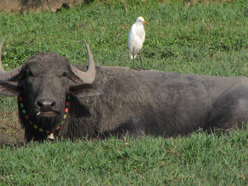 Bull and bird stock photo. Image of bird, swamp, insects - 49489028