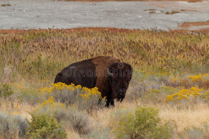 Bison in Utah in Autumn stock photo. Image of nature - 160223096