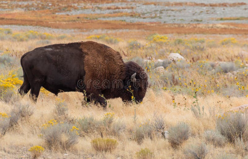 Bull Bison in Fall stock photo. Image of bison, outdoors - 160222750
