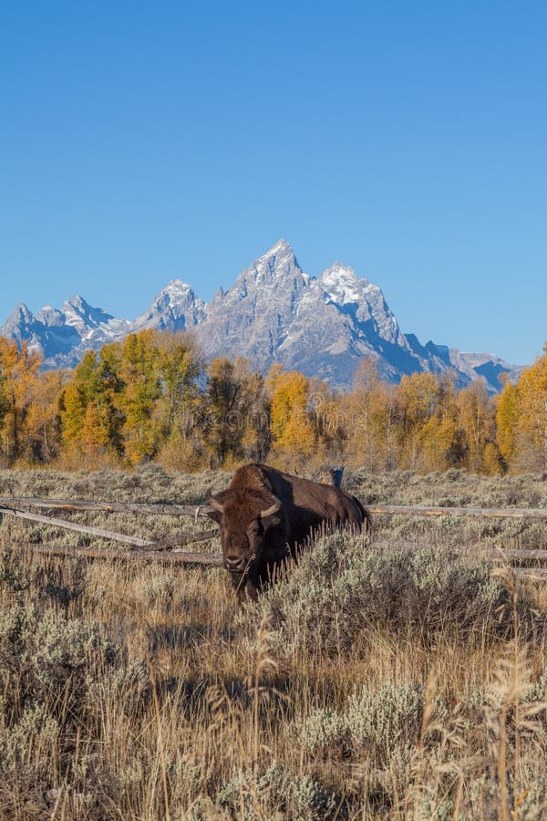 Bull Bison in Fall stock photo. Image of park, wyoming - 74730070