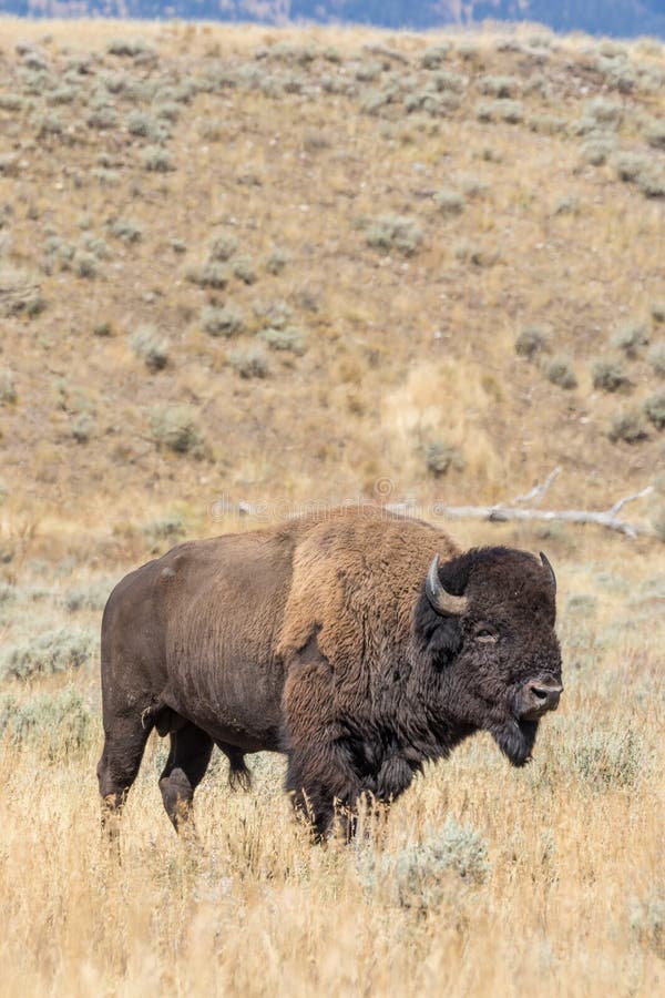 Bull Bison in Wyoming in Fall Stock Image - Image of national, bull ...