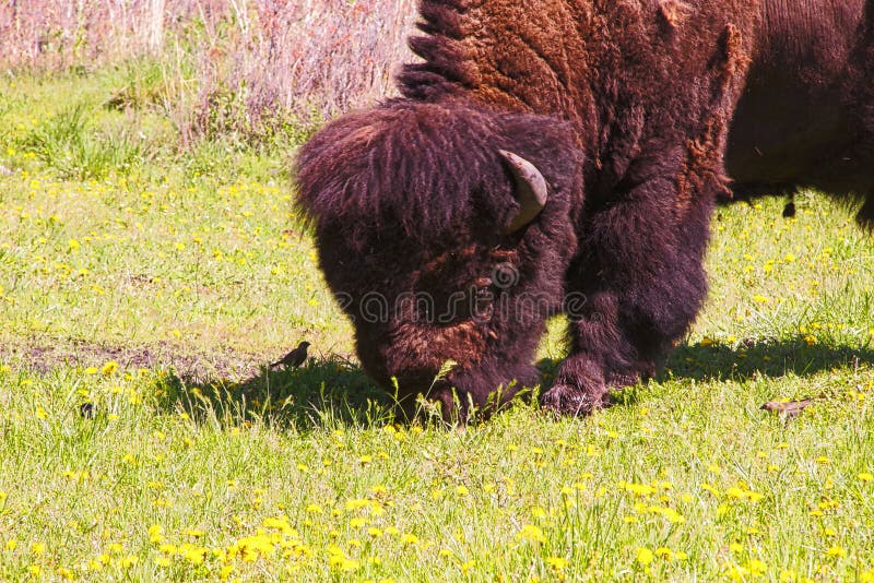 Two Bull Bison Grazing on Grassy Plains Stock Image - Image of bull ...