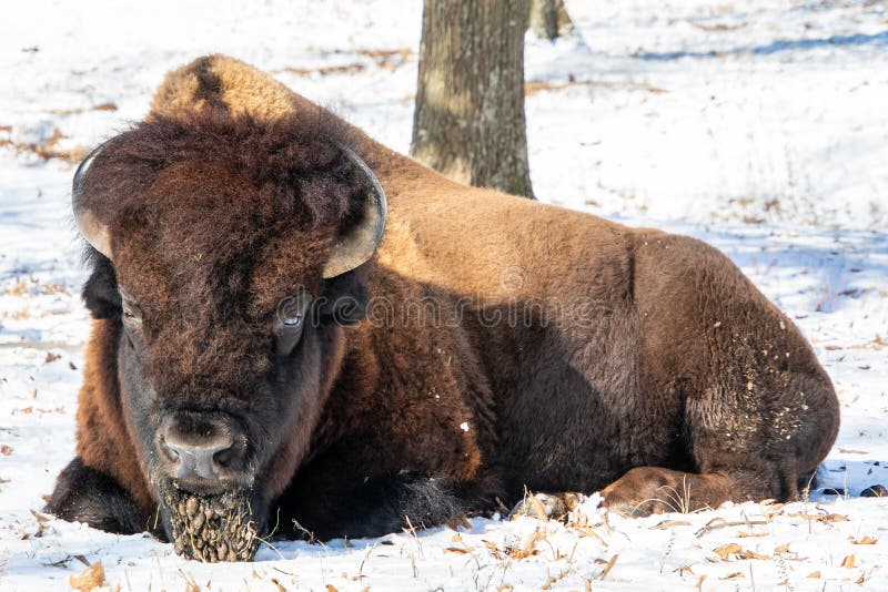 Bull Bison Rests in Snow stock photo. Image of rests - 211202030