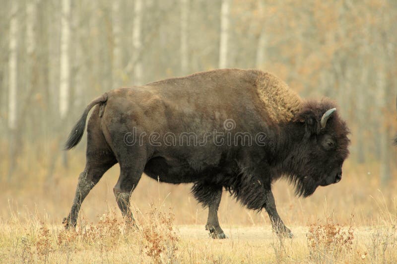 European Bison stock image. Image of brown, bull, bialowieza - 20136397