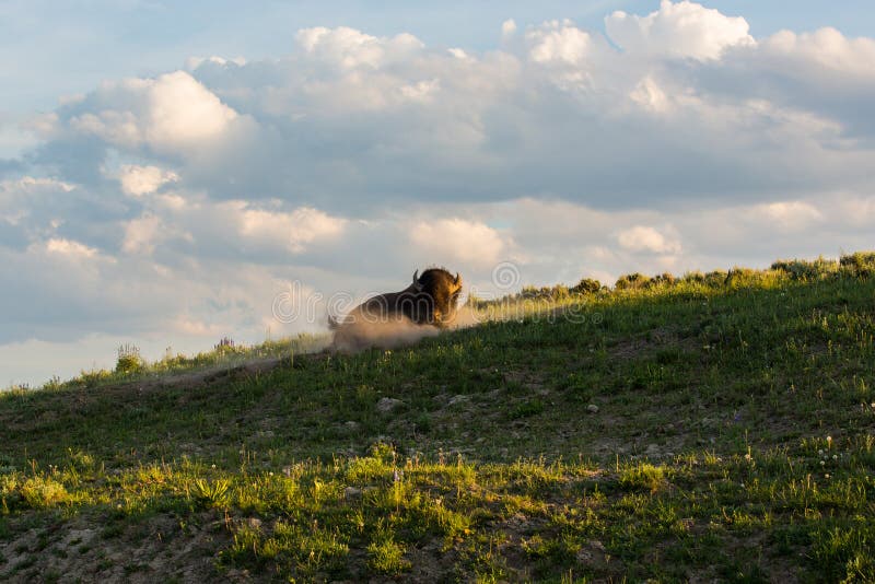 Bull Bison Wallowing on Hillside on a Summers Evening Light Stock Image ...