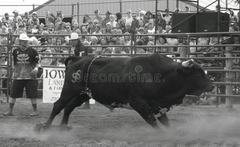 Bull in black and white editorial stock image. Image of running - 56514529