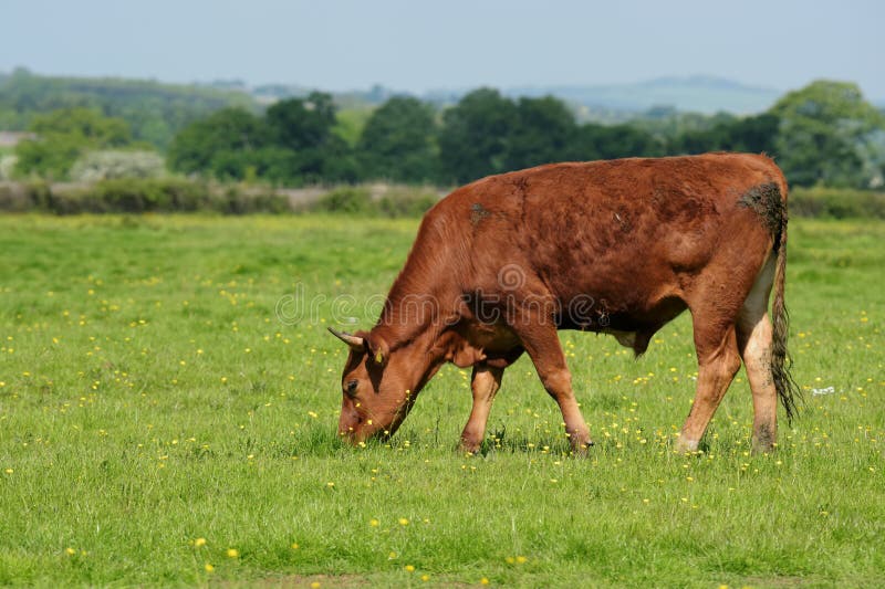 Bull, boi, vaca foto de stock. Imagem de gado, agricultura - 112941454
