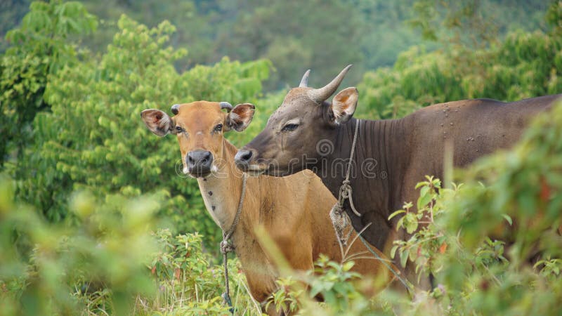 Bull (Bos Javanicus) in the Middle of Grass Stock Image - Image of bull ...