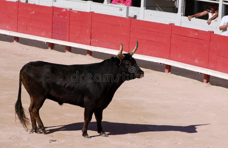 Bull in the Bullfight Arena Stock Image - Image of diversion, polishes ...