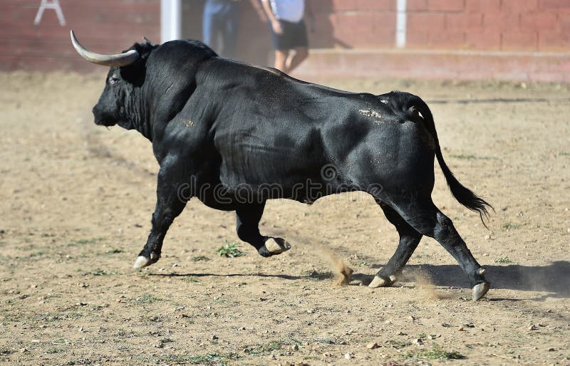 Bull in bullfighting ring stock image. Image of bullfighting - 128361577
