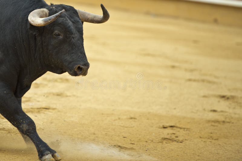 Raging bull stock photo. Image of taurus, anger, horns - 13852492