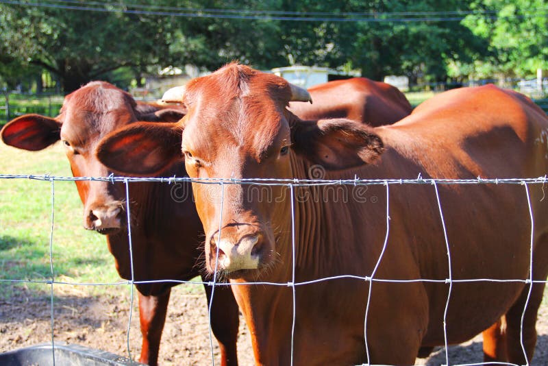 Bull Calf Headshot stock image. Image of calf, farming - 41515985