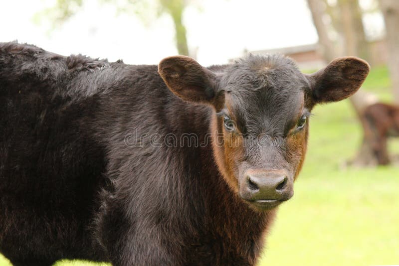 Bull Calf Portrait stock photo. Image of rural, cattle - 40727386