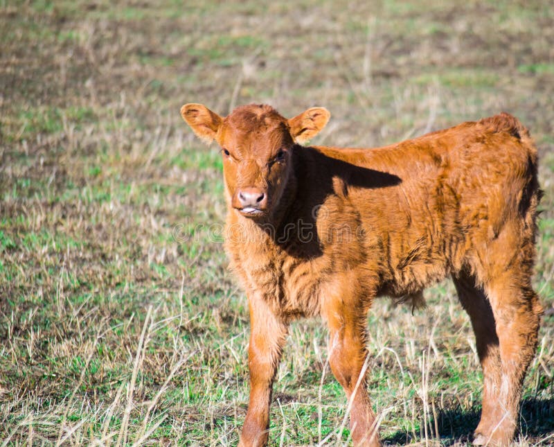 Bull Calf stock photo. Image of sunny, observing, winter - 86694426