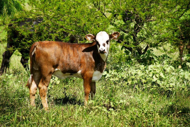Cow and bull-calfe stock image. Image of farming, calfe - 44566945