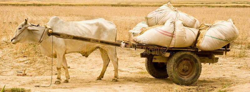 Bull cart carrying waste stock photo. Image of farmland - 14166188