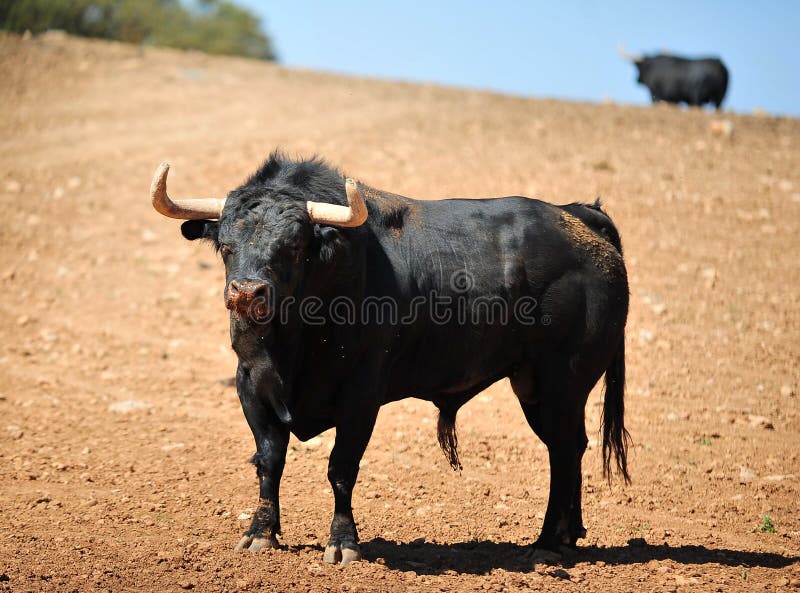 Bull in the Cattle Farm in Spain Stock Photo - Image of ferocious ...