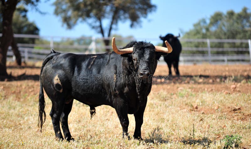 Bull in the Cattle Farm in Spain Stock Photo - Image of field ...