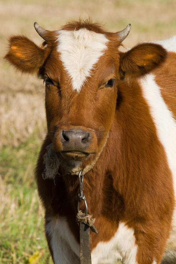 The bull on a circuit stock photo. Image of reddish, livestock - 7415262