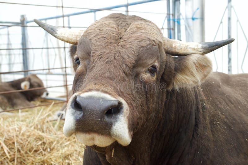 Bull stock image. Image of brown, farm, bull, indoor - 83865191
